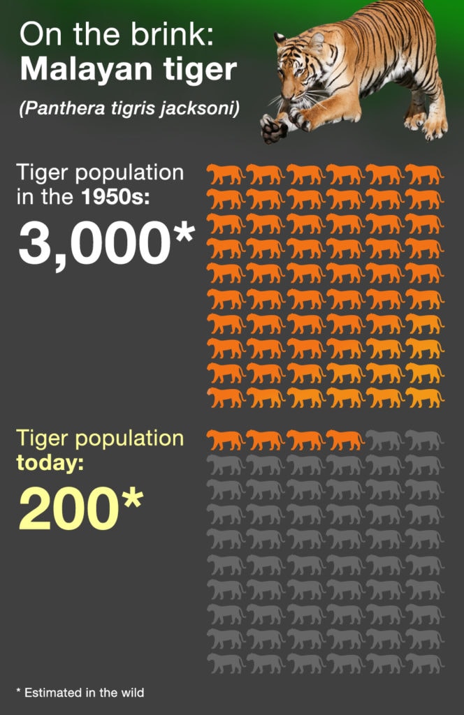 Malayan Tiger: On The Brink Of Extinction